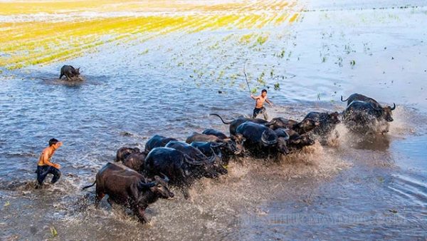 Ngưu tầm ngưu mã tầm mã nghĩa là gì? Nguồn gốc, ý nghĩa