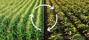 Xen canh, luân canh, tăng vụ là gì? Vai trò, nguyên tắc khi trồng xen canh